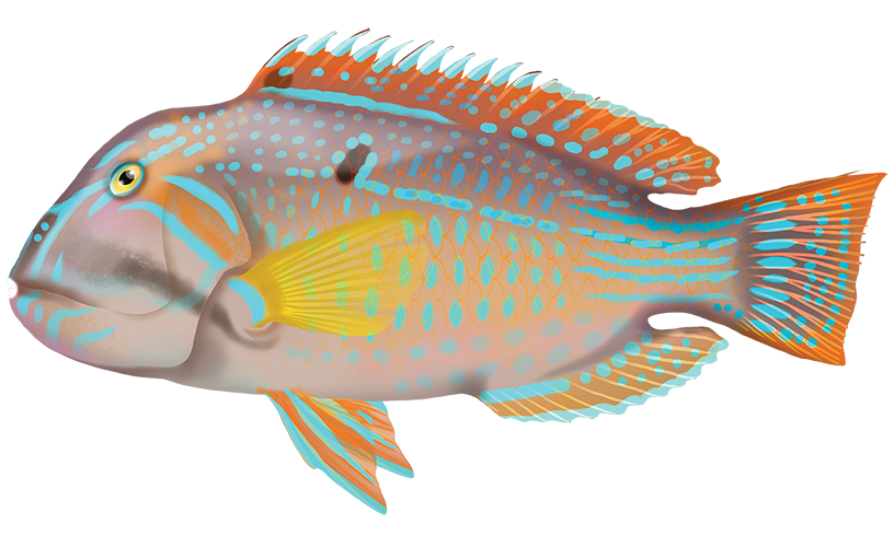 Blue-spotted Tuskfish - Choerodon Cauteroma | Marinewise