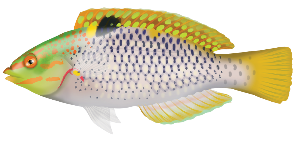 Checkerboard Wrasse - Halichoeres Hortulanus | Marinewise