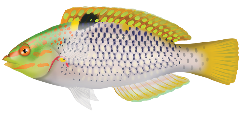 Checkerboard Wrasse - Halichoeres Hortulanus | Marinewise