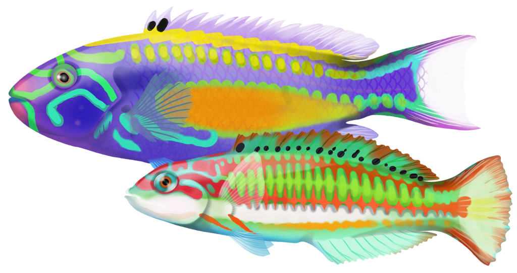 Red-ribbon Wrasse - Thalassoma Quinquevittatum | Marinewise