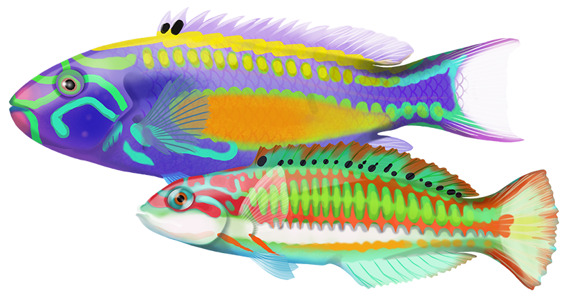 Red-ribbon Wrasse - Thalassoma Quinquevittatum | Marinewise