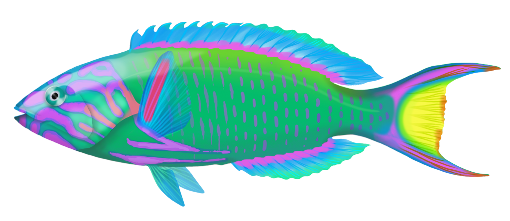 Moon Wrasse - Thalassoma Lunare | Marinewise