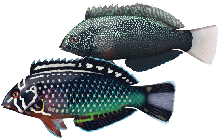 Black Leopard Wrasse - Macropharyngodon Negrosensis | Marinewise