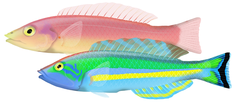 Candy Wrasse - Pseudojuloides Cerasinus | Marinewise