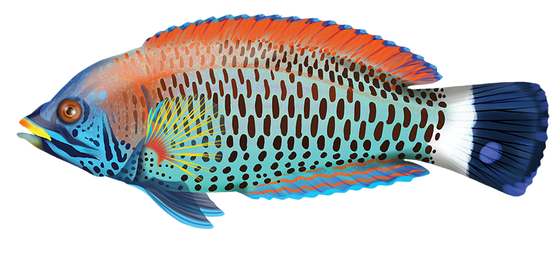Chiseltooth Wrasse - Pseudodax Moluccanus | Marinewise