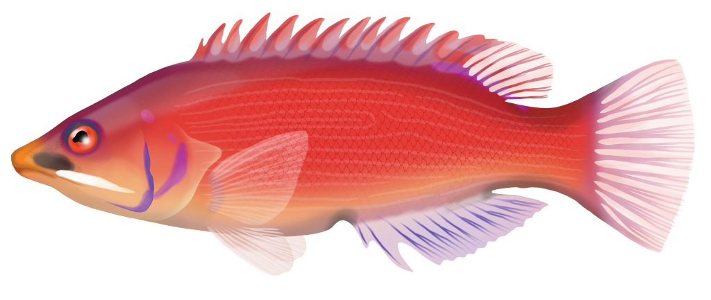Pinstripe Wrasse - Pseudocheilinus Evanidus | Marinewise