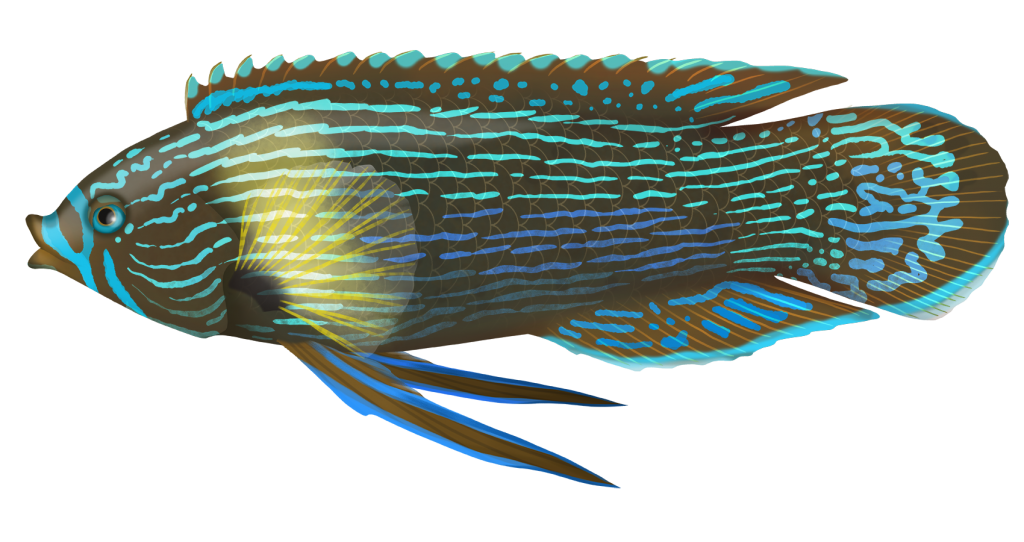 Oneline Wrasse - Labrichthys Unilineatus | Marinewise