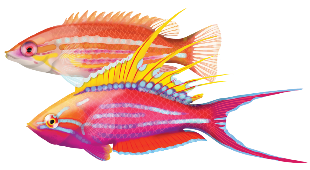 Filamentous Wrasse - Paracheilinus Filamentosus | Marinewise