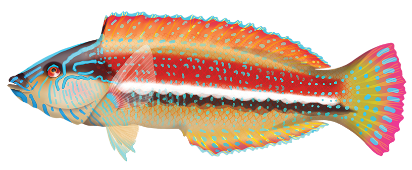 Southern Maori Wrasse - Ophthalmolepis Lineolatus | Marinewise