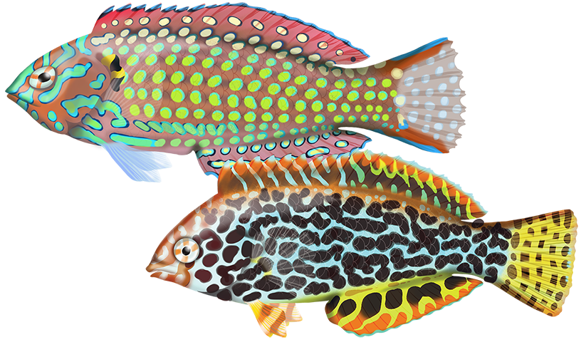 Eastern Leopard Wrasse - Macropharyngodon Meleagris | Marinewise
