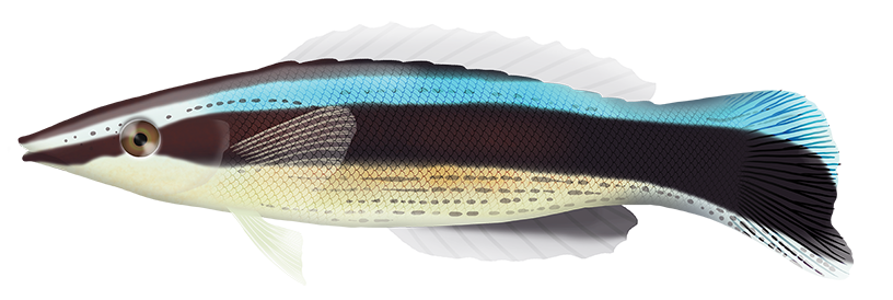 Common Cleanerfish - Labroides Dimidiatus | Marinewise