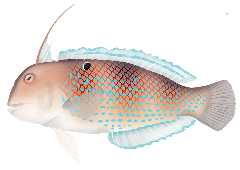 Leaf Wrasse - Iniistius Dea | Marinewise