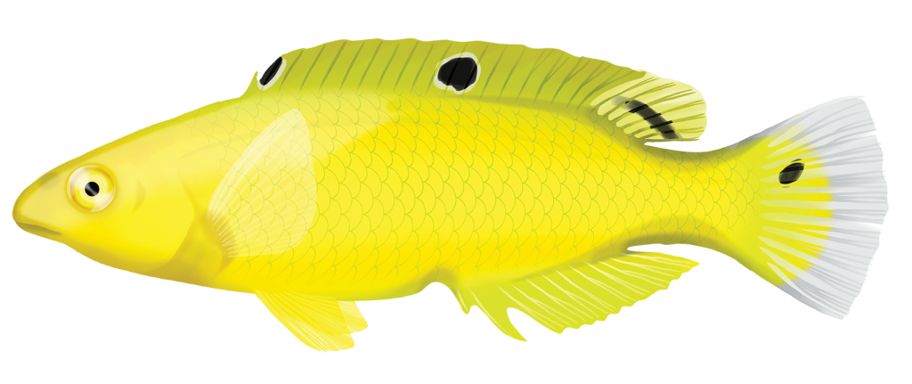Golden Wrasse - Halichoeres Chrysus | Marinewise