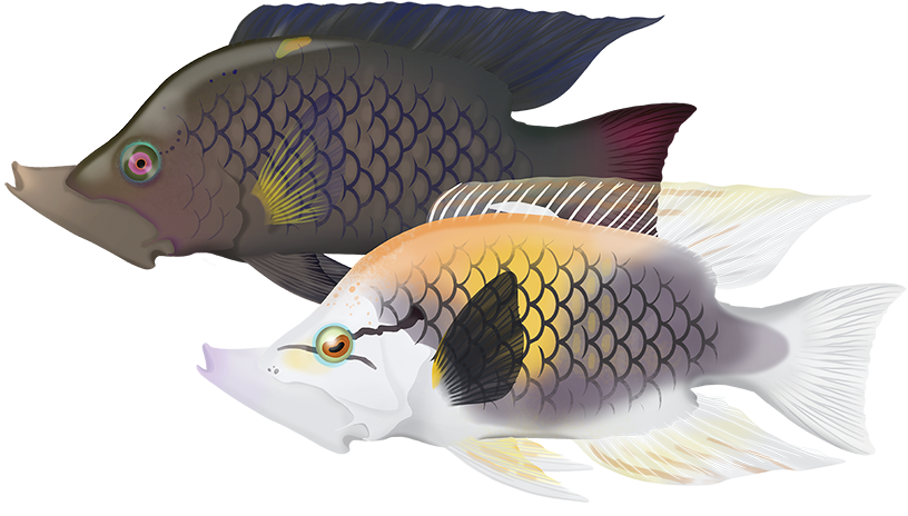 Slingjaw Wrasse - Epibulus Insidiator | Marinewise