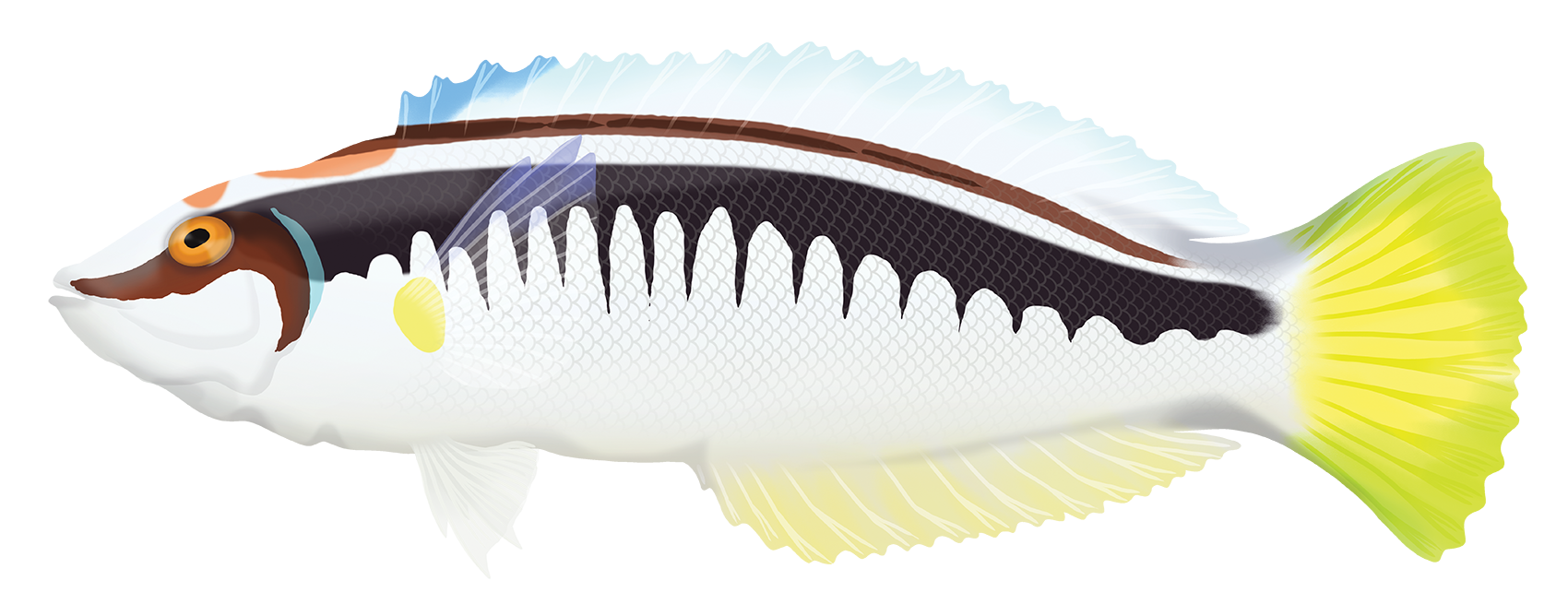 Comb Wrasse - Coris Picta | Marinewise