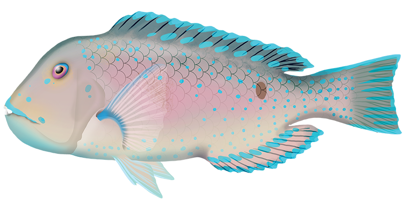 Venus Tuskfish - Choerodon Venustus | Marinewise