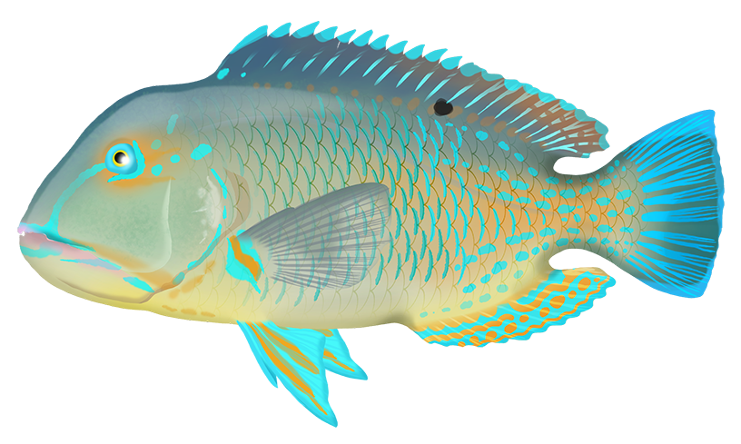 Blackspot Tuskfish - Choerodon Schoenleinii | Marinewise