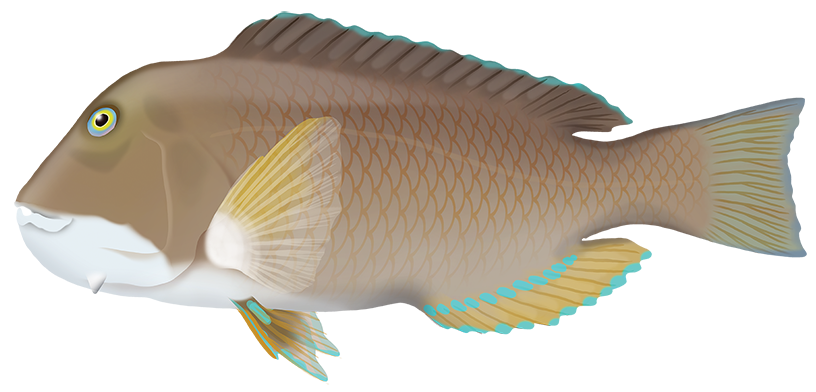 Baldchin Groper - Choerodon Rubescens | Marinewise