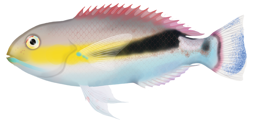 Dagger Tuskfish - Choerodon Jordani | Marinewise