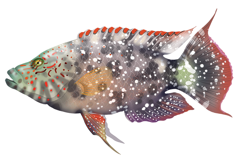 Floral Maori Wrasse - Cheilinus Chlorourus | Marinewise