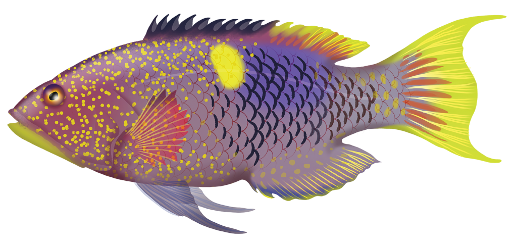 Goldspot Pigfish - Bodianus Perdito | Marinewise