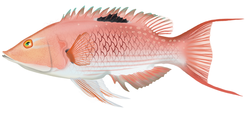 Blackspot Pigfish - Bodianus Vulpinus | Marinewise