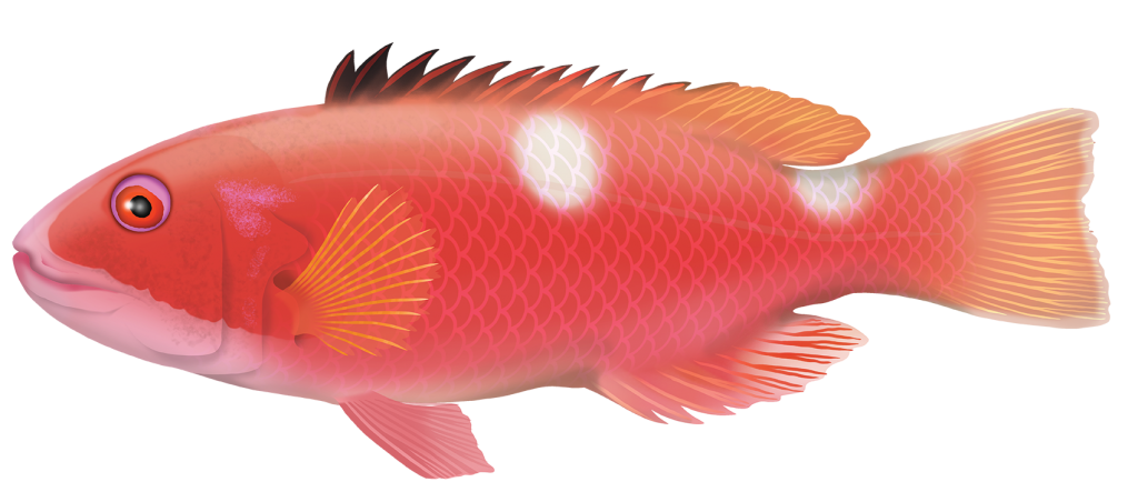 Western Foxfish - Bodianus Frenchii | Marinewise