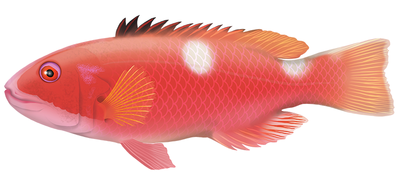 Western Foxfish - Bodianus Frenchii | Marinewise