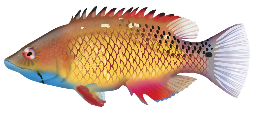 Diana's Pigfish - Bodianus Diana | Marinewise