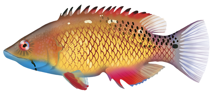 Diana's Pigfish - Bodianus Diana | Marinewise