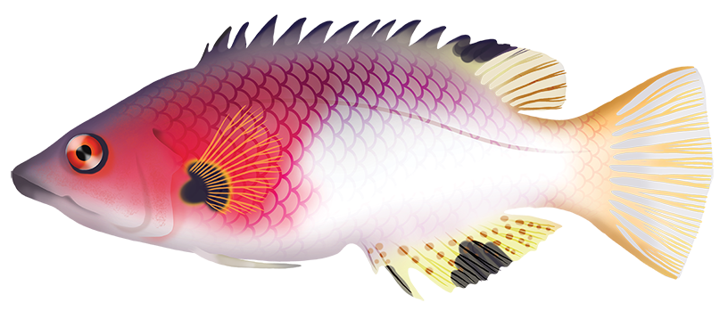 Coral Pigfish - Bodianus Axillaris | Marinewise