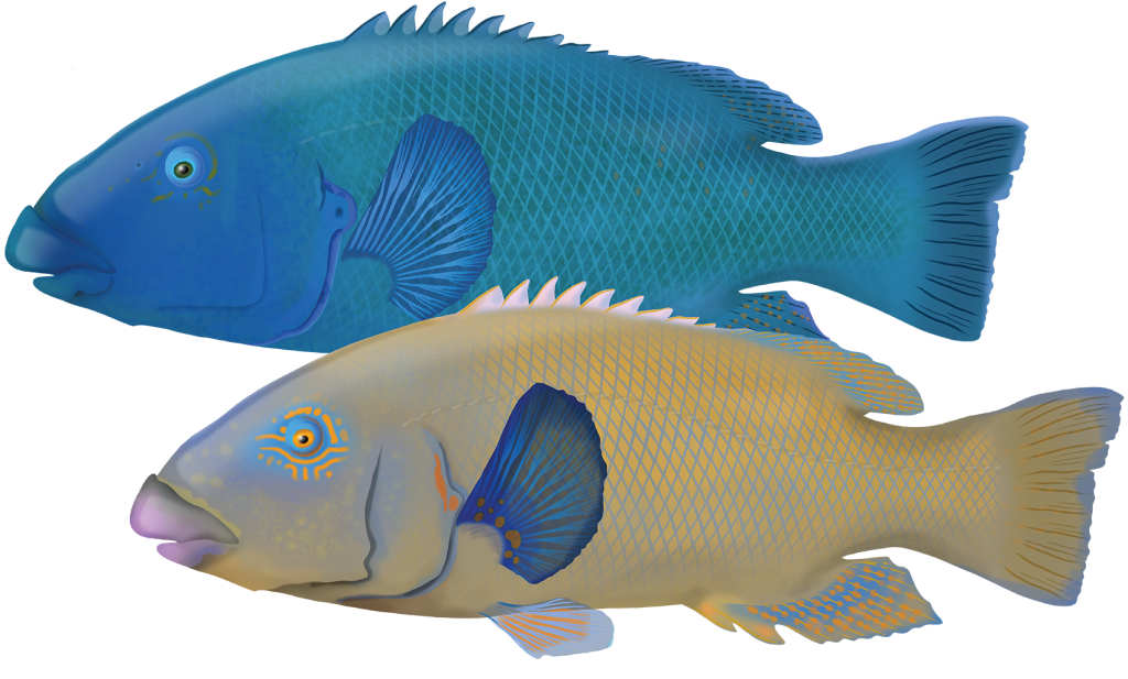 Eastern Blue Groper - Achoerodus Viridis | Marinewise