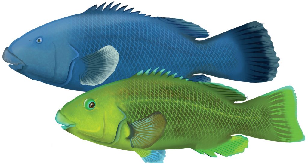 Western Blue Groper - Achoerodus Gouldi | Marinewise