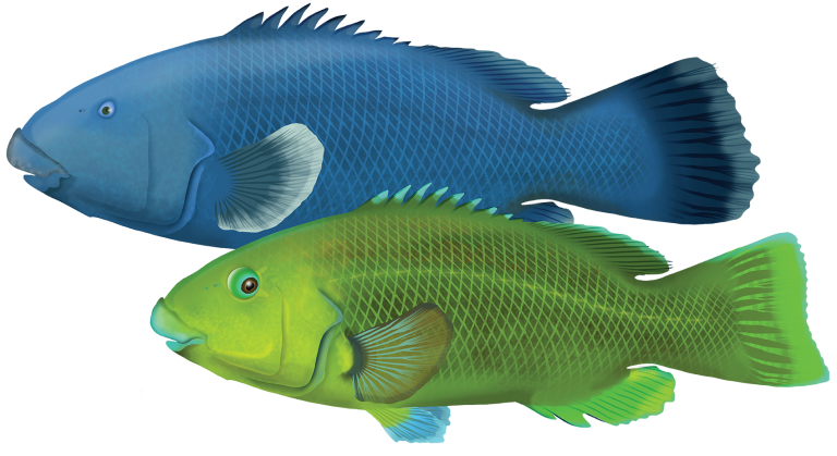 Western Blue Groper - Achoerodus Gouldi | Marinewise