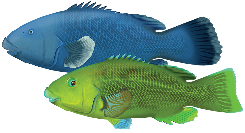 Western Blue Groper - Achoerodus Gouldi | Marinewise