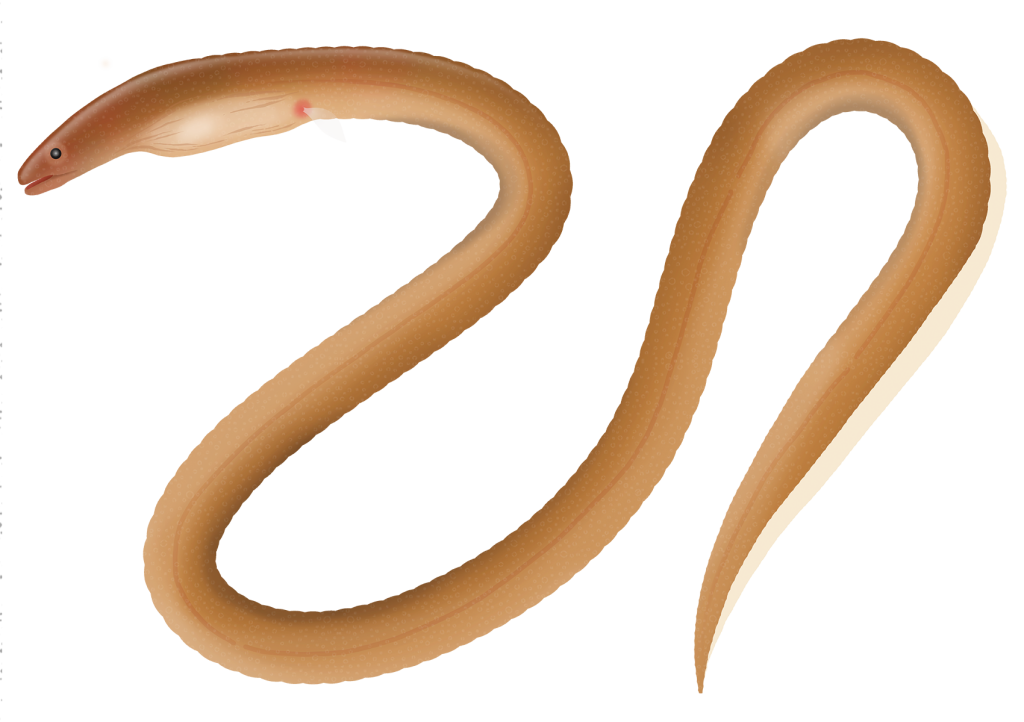 Common Worm Eel - Moringua Microchir | Marinewise