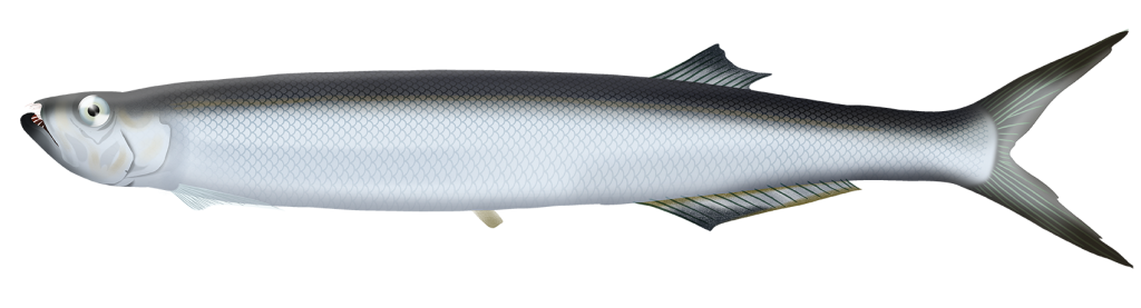 Dorab Wolf Herring - Chirocentrus Dorab | Marinewise