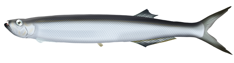 Dorab Wolf Herring - Chirocentrus Dorab | Marinewise