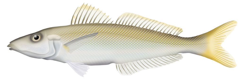 Stout Whiting - Sillago Robusta | Marinewise
