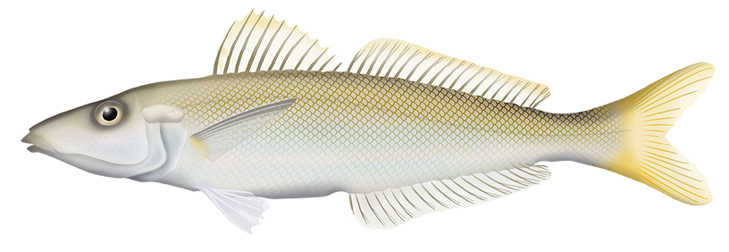 Stout Whiting - Sillago Robusta | Marinewise