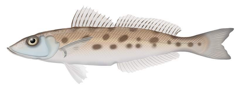 Trumpeter Whiting - Sillago Maculata | Marinewise