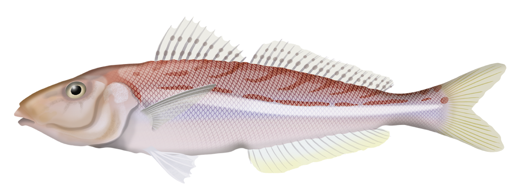 Eastern School Whiting - Sillago Flindersi | Marinewise