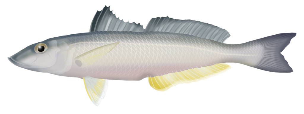 Sand Whiting - Sillago Ciliata | Marinewise
