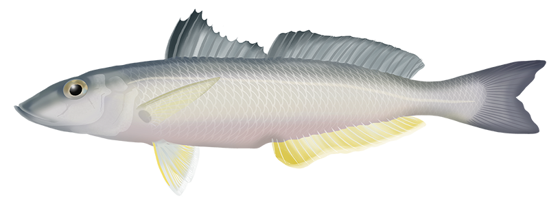 Sand Whiting - Sillago Ciliata | Marinewise