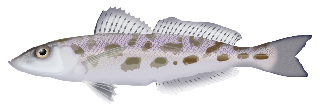 Western Trumpeter Whiting - Sillago Burrus | Marinewise
