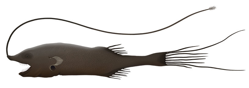 Gigantic Whipnose - Gigantactis Gargantua | Marinewise