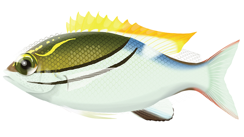 Two-line Monocle Bream - Scolopsis Bilineata | Marinewise