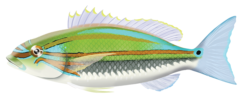 Coral Monocle Bream - Scaevius Milii | Marinewise