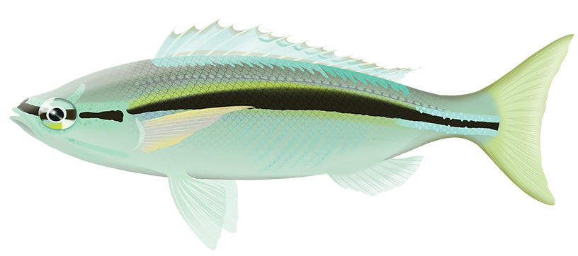 Western Butterfish - Pentapodus Vitta | Marinewise