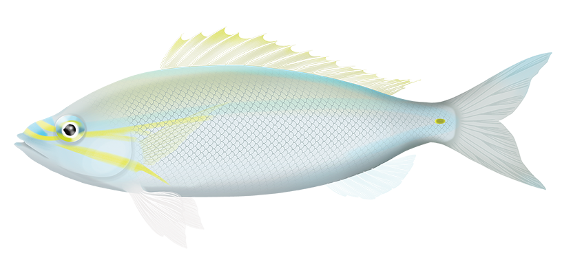 Northwest Threadfin Bream - Pentapodus Porosus | Marinewise